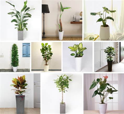 실내 공기정화식물 종류별 가격 추천 및 주문 안내 정성꽃배달 전국 꽃바구니 꽃배달 화환 화분