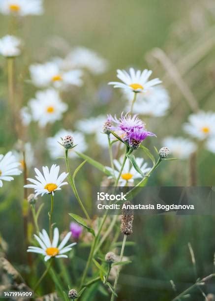 초원의 필드 카모마일 화창한 날에 데이지가 닫히고 풀밭에 흰 꽃 여름 배경 0명에 대한 스톡 사진 및 기타 이미지 0명 계절 국화 Istock