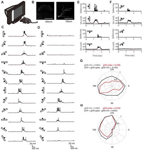 Frontiers Transformation Of Feature Selectivity From Membrane