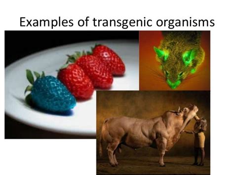 Transgenic And Cloned Organisms