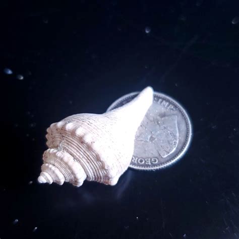 Fossilized Shell P Dan Hurd Prospecting