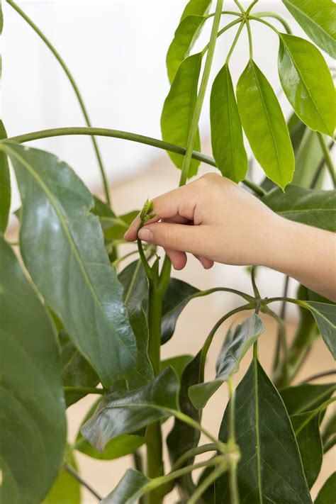 Types Of Schefflera Plants Easyplant