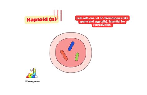 Difference Between Haploid And Diploid Diffeology