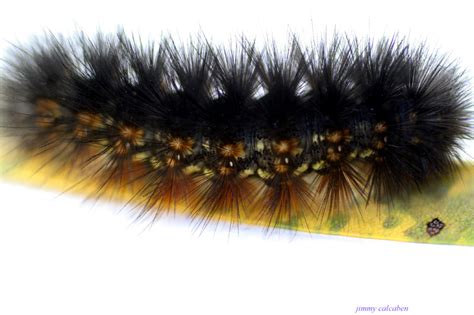 Itchy Worm By Jcphotos On Deviantart