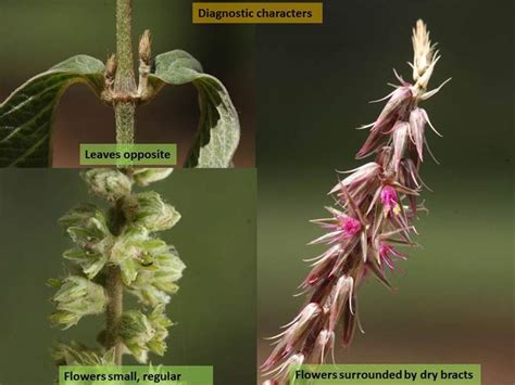 Factsheet Amaranthaceae Factsheet Amaranthaceae