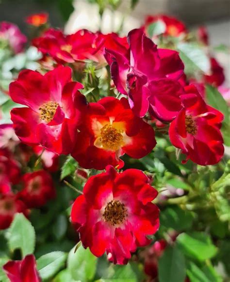 Rosa Everglow Ruby 9cm Pot Plants Pack X3 Patio Rose South Eastern Horticultural