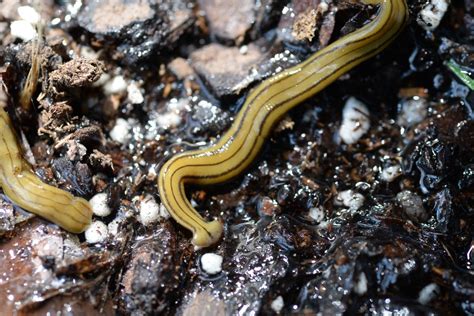 Hammerhead Worm Bite