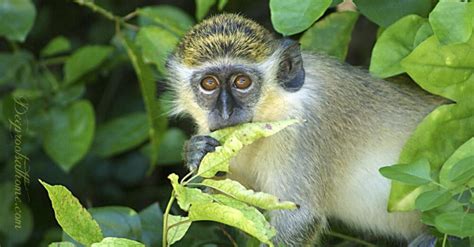 Found Cancer Promoting Simian Virus 40 Sv40 In Pfizer Vials