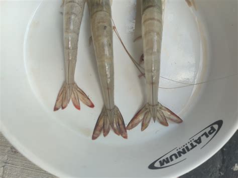 Shrimp Disease Ai Object Detection Model By Caratani