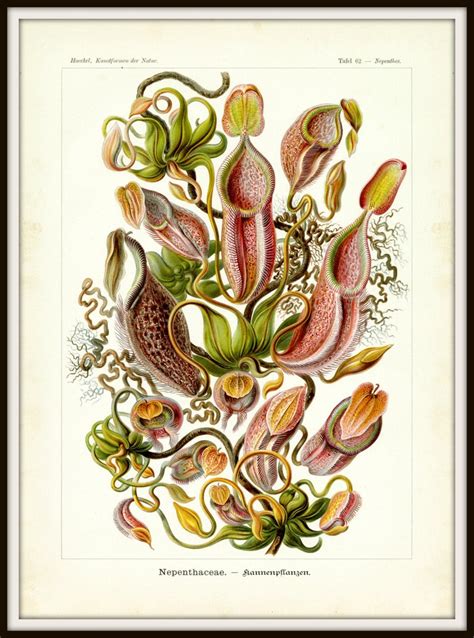 Pitcher Plant Botanical Illustration Plant Pitcher Pitcher Plant