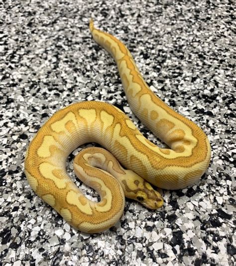 Banana Enchi Spotnose Yellowbelly Lesser Clown Female Maker Ball