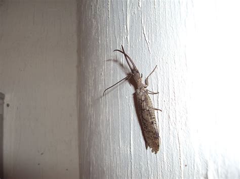 Strange Bug Questions And Answers The Fossil Forum