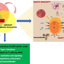 Frequencies Of Organ Involvement In SLE Download Scientific Diagram