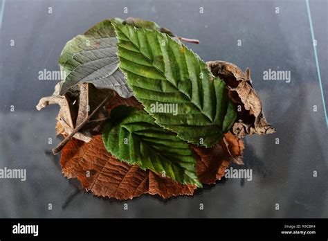 The Decomposition Of The Foliage Begins When The Leaves Are On The