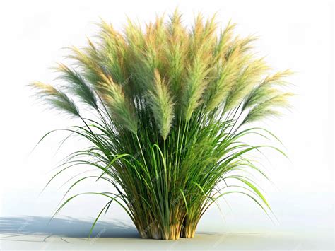 Premium Vector Ornamental Grass Plant With Long Feathery Seed Heads
