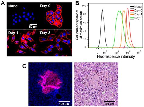Visualization Of Retained Azide Groups On The Cell Surface In Vitro And Download Scientific