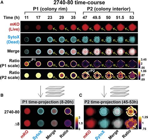 Two Phases Of Spatiotemporal Cell Death Occur In V Cholerae 2740 80 Download Scientific