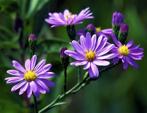 Aster Flower Care And Growing Guide With Top Tips