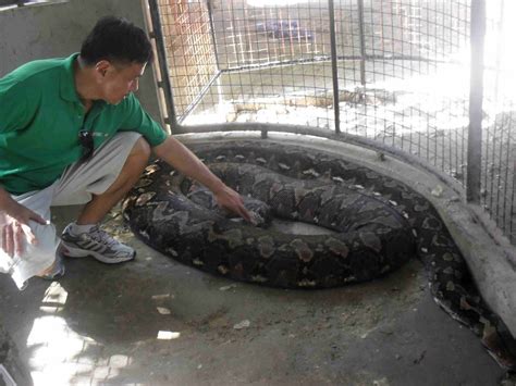 Pinoy Roadtrip Prony The Biggest Python In Captivity