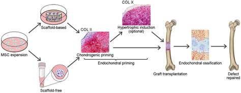 Schematic Of Endochondral Ossification Source