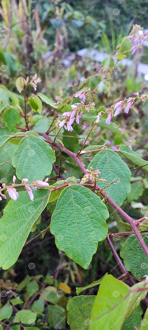 Desmodium Elegans Plant Grow On The Road Stock Image Image Of Plant