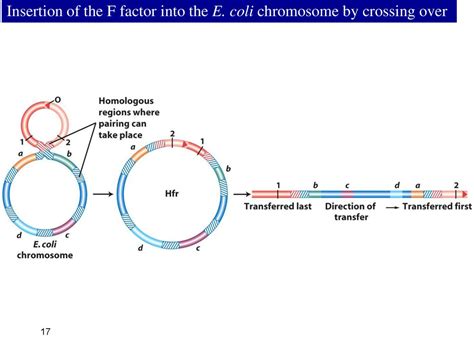 Those That ‘do Meiosis Those That Do Not Do Not Ppt Download