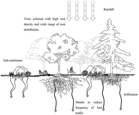 Tree Root System Diagram