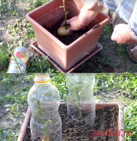 Советы САДОВОДУ и ОГОРОДНИКУ Outdoor Decor Flowers Bird