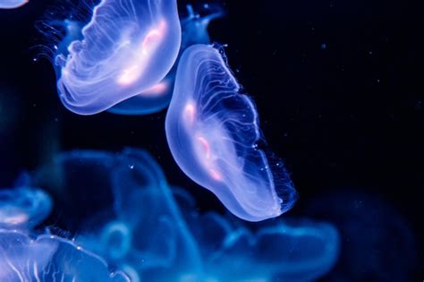 60 Scyphozoa Pictures