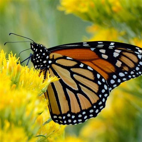 Butterfly Image Classification Kaggle