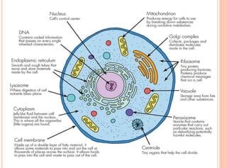 Eukaryotic Cell Structure And Function Chart