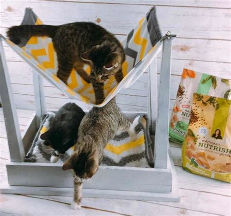 35 DIY Cat Hammock Ideas For Kittens DIYnCrafty