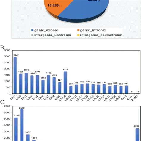 The Annotation Of Long Non Coding Rnas Lncrnas In Rat Atrial Tissues Download Scientific