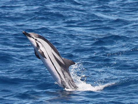 Striped Dolphin