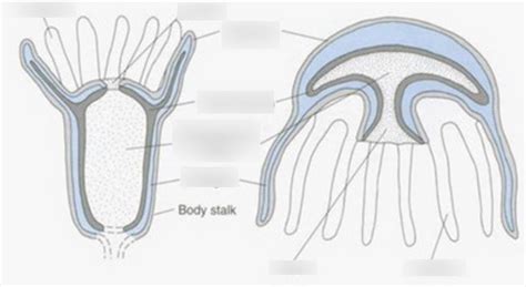 Polyp And Medusa Diagram Diagram Quizlet