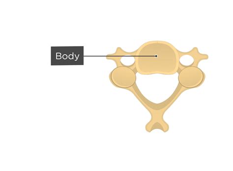 Cervical Vertebrae Labeled