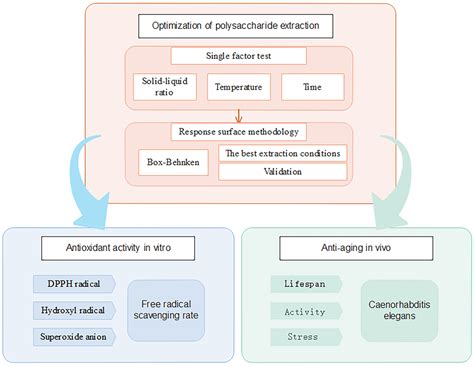 Optimization Of The Process Of Extracting Polysaccharides From Agrocybe Aegerita And In Vitro