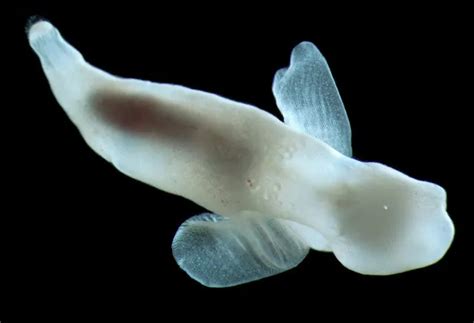 census of marine life