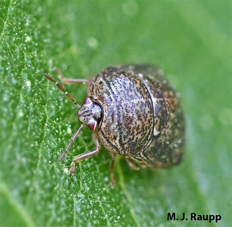 What Does A Kudzu Bug Look Like