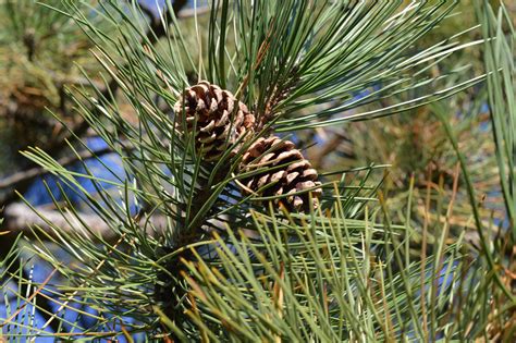 Шишки хвойных деревьев (Много фото) - treepics.ru