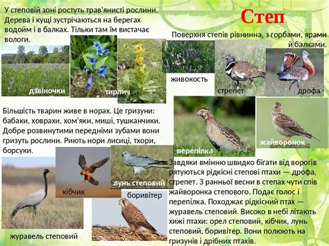 Презентація до уроку природознавства 4 клас Тема Євразія Презентація Природознавство