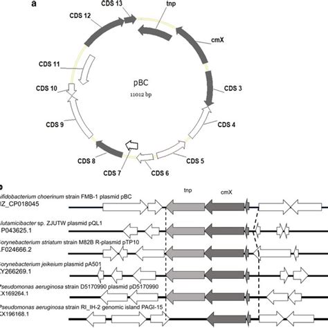 Structure Of Plasmid Pbc And Analysis Of The Transferable Region A The