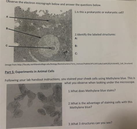 Solved Observe The Electron Micrograph Below And Answer The Chegg