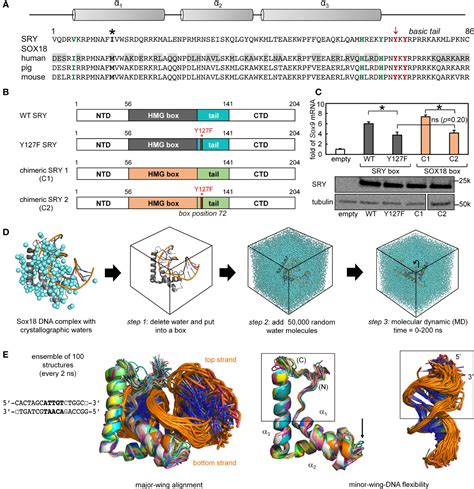 Frontiers Tenuous Transcriptional Threshold Of Human Sex Determination II SRY Exploits Water
