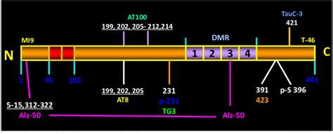 Schematic Representation Of The Functional Domains Of The Longest Tau