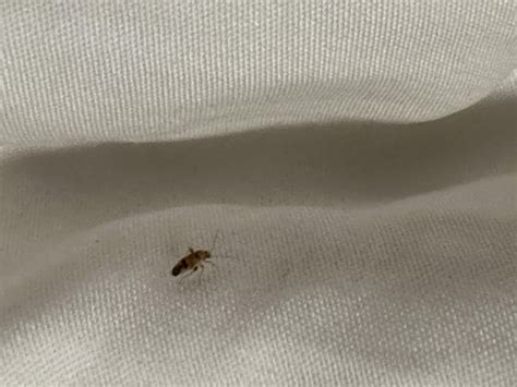 Bed Bug Nymph Or Something Else Rbedbugs