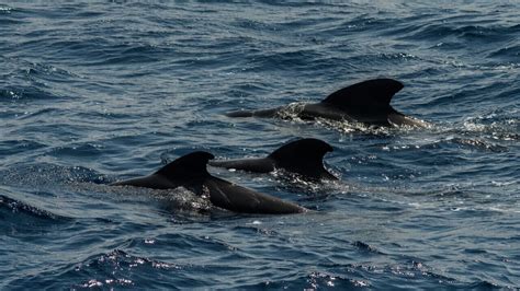 ‘the clock starts ticking as soon as whales beach themselves marine