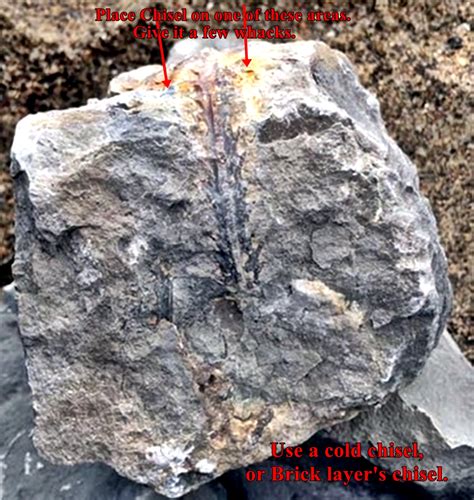 Hi And Help Fossil ID The Fossil Forum