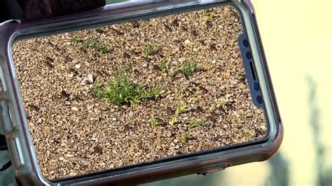 Is This Like Toad Mageddon Thousands Of Toads Bring Traffic To A