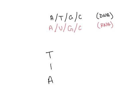 SOLVED Like DNA RNA Follows Base Pairing Rules Experiment To Find Which RNA Nucleotide On The